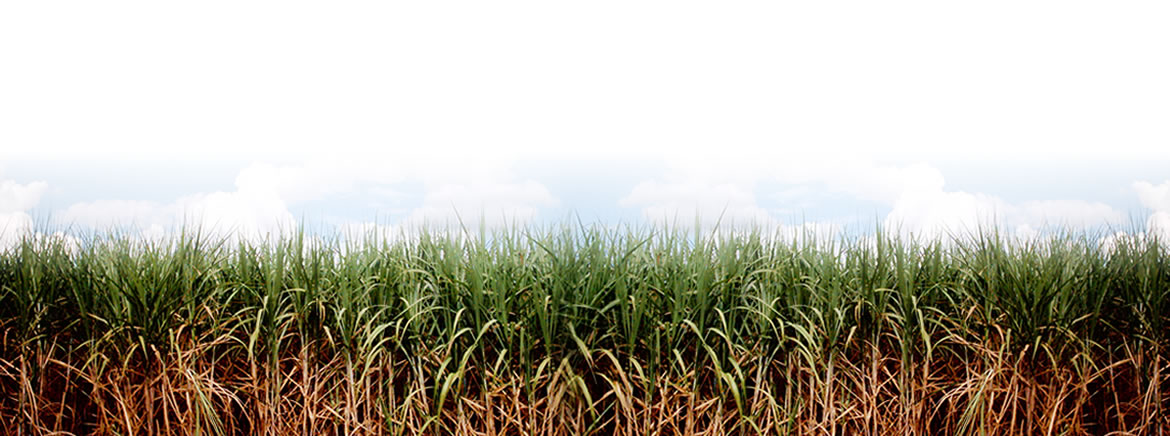 Valent de México :: Productos Herbicidas